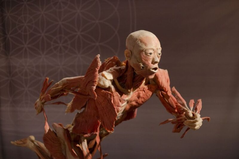 Las Vegas: REAL BODIES at Horseshoe Las Vegas Entry Ticket - Who Should Consider Visiting?