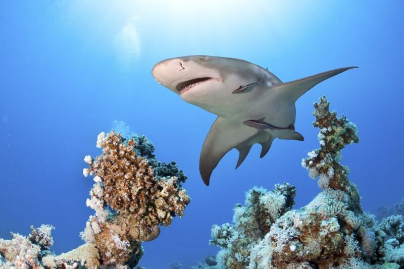 Las Vegas: Shark Reef Aquarium & VR Experience Entry Ticket - Key Points