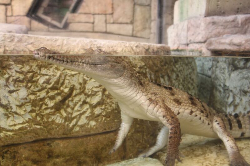 Las Vegas: Shark Reef Aquarium & VR Experience Entry Ticket - Practical Tips for Your Visit