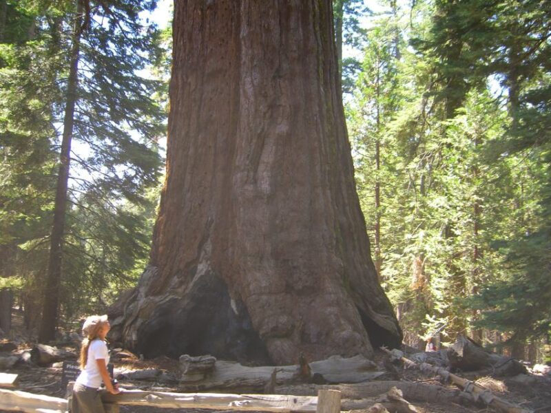 Las Vegas: Southwest USA National Parks 11-Day Trip to SF - Day 7: Las Vegas