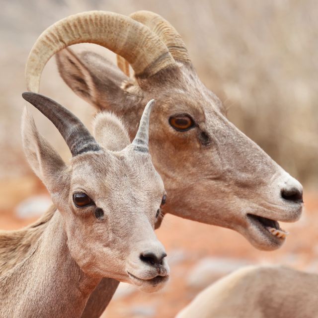 Las Vegas: Valley of Fire and Red Rock Canyon Day Trip - Authentic Experiences and Real-World Feedback