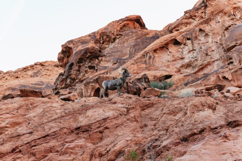Las Vegas: Valley of Fire Guided Hike with Drinks and Snacks - Practical Tips for Your Valley of Fire Hike