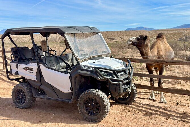 Las Vegas Zoo and UTV Tour With RT Transportation - Overview of the Adventure