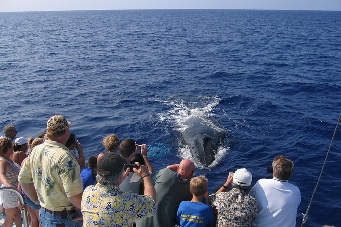 Late-Morning Whale Watch from Kawaihae - Authentic Experiences and What Travelers Say