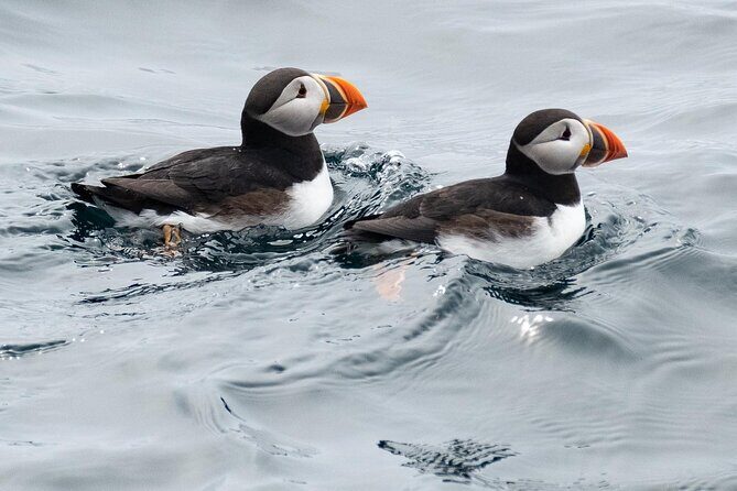 Late Season Puffin & Scenic Coastal Cruise - Commentary and Cultural Touches
