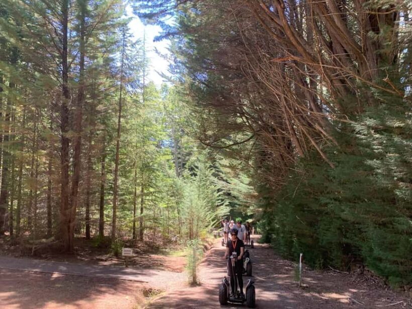 Launceston: Hollybank Forest Guided Segway Tour with Photos - An Introduction to the Hollybank Forest Segway Tour