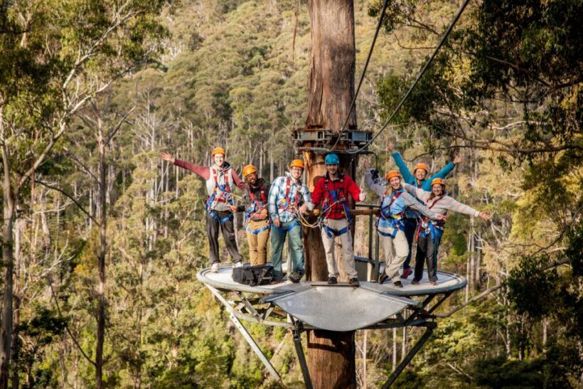 Launceston: Hollybank Forest Treetop Zip Lining with Guide - The Experience: A Closer Look at Hollybank Forest Ziplining