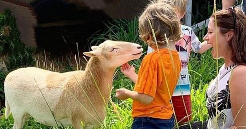 Laupahoehoe: Farm Animal Sanctuary Private Tour - Who Will Love This Experience?