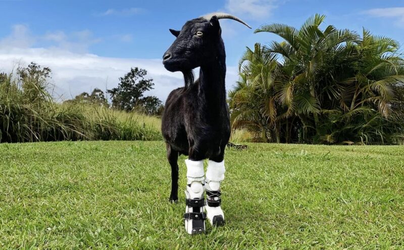 Laupahoehoe: Farm Animal Sanctuary Private Tour - What Visitors Say