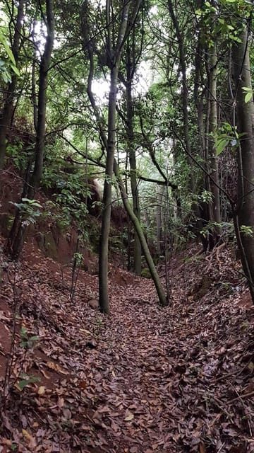Laurisilva Forest: Hiking and Canarian cider tasting - Discovering the Laurisilva Forest: Hiking and Canarian Cider Tasting