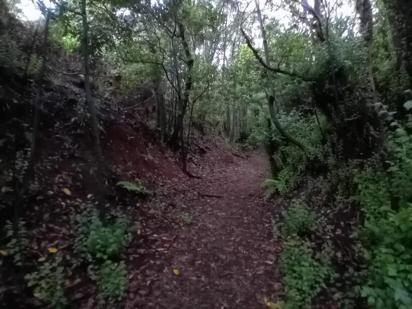 Laurisilva Forest: Hiking and Canarian cider tasting - FAQs