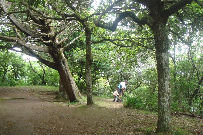 Laurissilva Forest Walk - Introduction: Exploring Madeira’s Verdant Heart