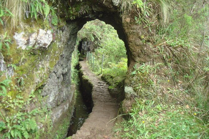 Laurissilva Forest Walk - An In-Depth Look at the Laurissilva Forest Walk