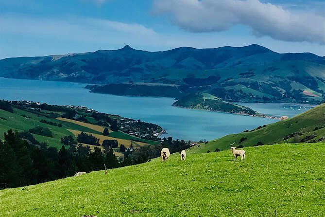 Lava Loop- Guided electric mountain bike tour in Akaroa - What to Expect on the Lava Loop Tour