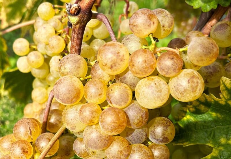 Lavaux: Vineyard Experience - Itinerary