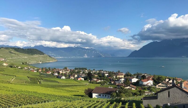 Lavaux: Vineyard Experience - Highlights