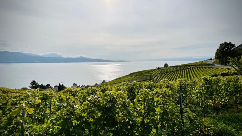 Lavaux: Vineyard Experience - Guided Vineyard Tour in Lavaux-Oron District