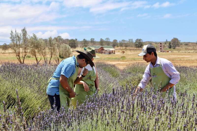 Lavender Experience Valle de Guadalupe - Guided Field Tour - What Makes This Tour Stand Out