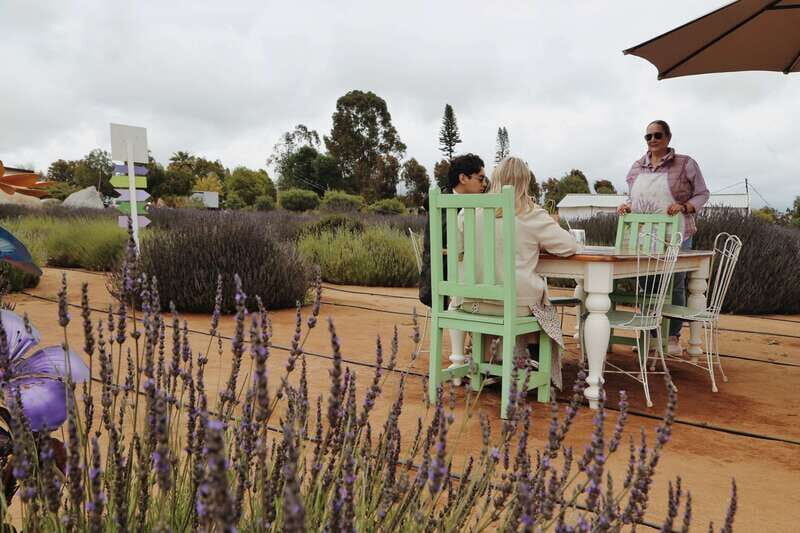 Lavender Experience Valle de Guadalupe - Guided Field Tour - The Authenticity and Practicality