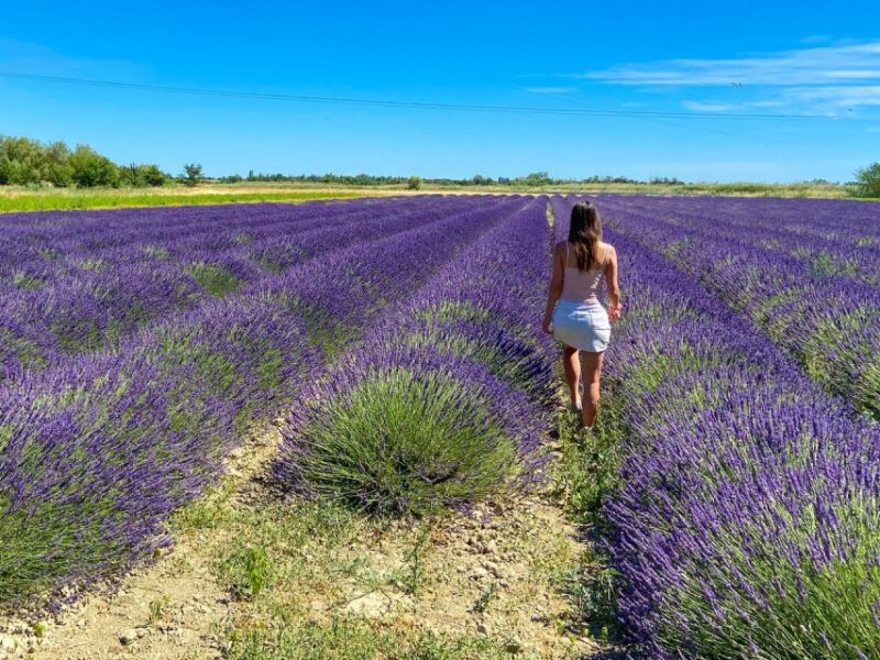 Lavender Field & Distillery Tour Between Nimes & Arles - Exploring the Lavender Fields