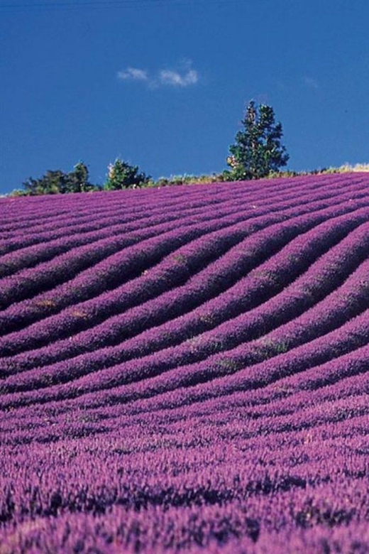 Lavender Fields Tour - How the Day Unfolds