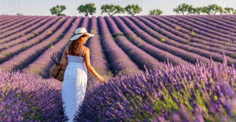 Lavender Fields Tour - Who Will Love This Tour?
