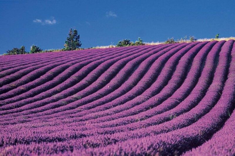 Lavender Fields Tour - FAQs