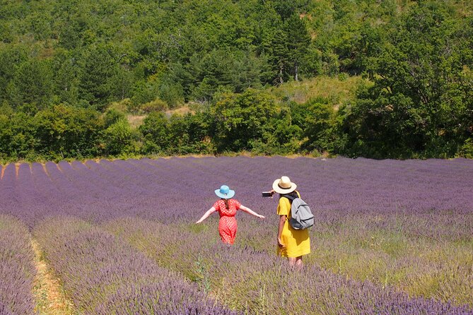 Lavender Full-day Tour in Sault From AIX-EN-PROVENCE - Key Points