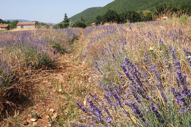 Lavender Full-day Tour in Sault From AIX-EN-PROVENCE - Itinerary Breakdown