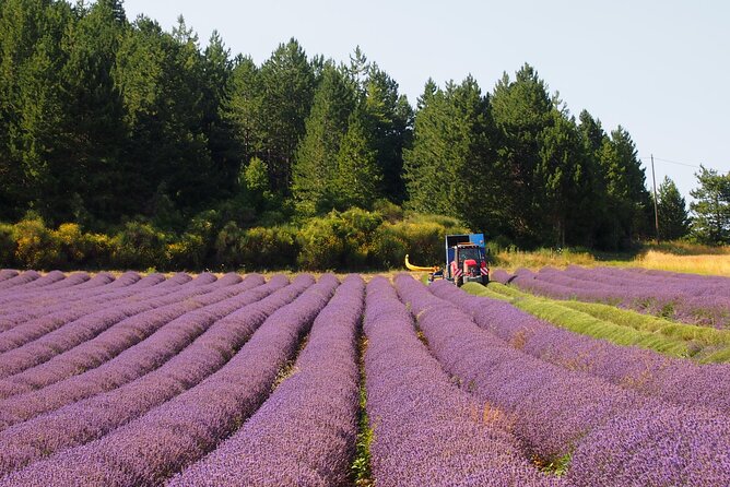 Lavender Full-day Tour in Sault From AIX-EN-PROVENCE - Value and Cost