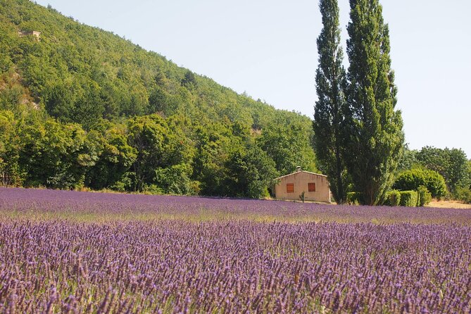 Lavender Full-day Tour in Sault From AIX-EN-PROVENCE - The Sum Up