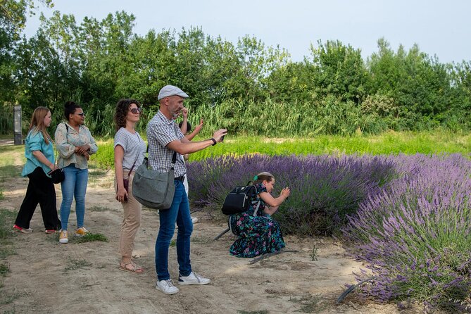 Lavender Harvesting and Distillation Workshop in Bellegarde - Introduction: A Unique Hands-On Lavender Experience