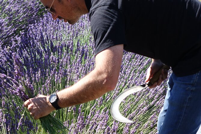Lavender Harvesting and Distillation Workshop in Bellegarde - The Practicalities of the Workshop