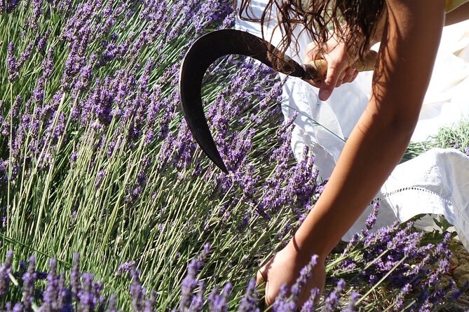 Lavender Harvesting and Distillation Workshop in Bellegarde - The Value of This Experience