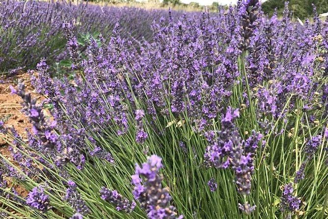 Lavender in Sault Small Group Half-Day Trip - Authentic Feedback from Travelers
