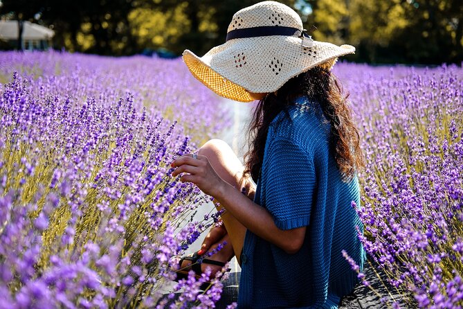 Lavender Route - Small-Group Day Trip From Avignon - Travelers Experiences and Feedback