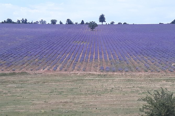 Lavender Tour Sault from Marseille - The Sum Up