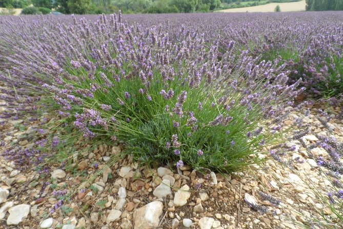 Lavender Tour Sault from Marseille - FAQ