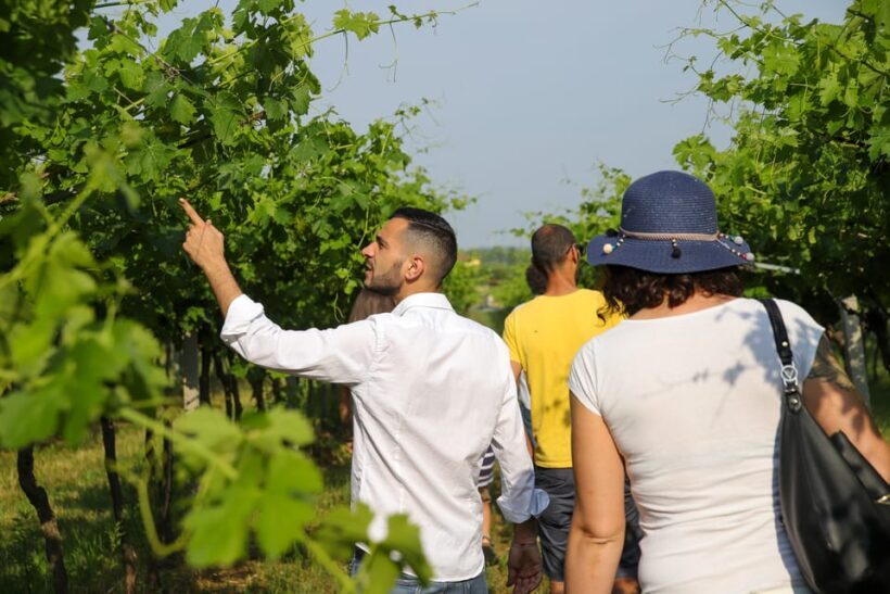 Lazise: Biodynamic Farm Tour and Natural Wine Tasting - A Closer Look at the Lazise Biodynamic Farm Tour and Tasting