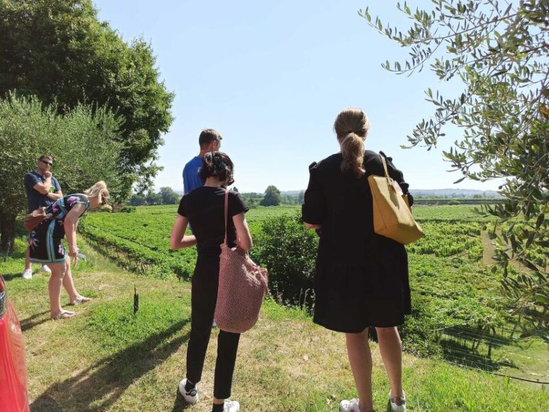 Lazise: Winery Tour with Garda Wines and Food Tasting - A Deep Dive into the Garda Wines and Food Tasting Tour