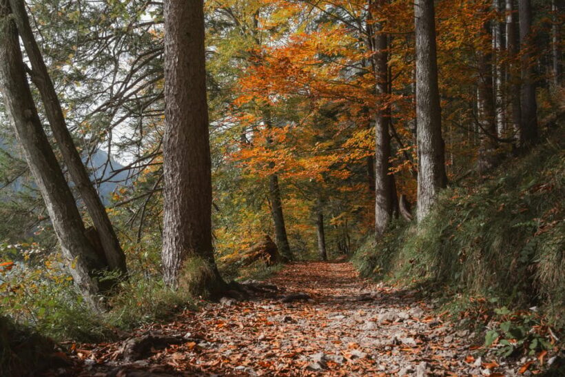 Le Marche, Cagli, Truffle Hunting experience - An In-Depth Look at the Truffle Hunting Tour