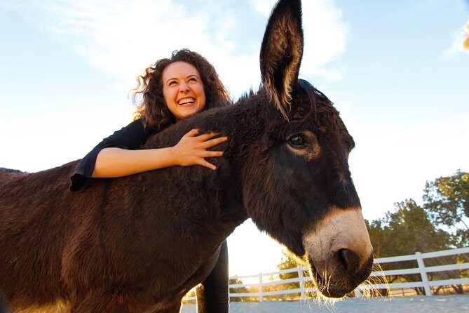 Leadership & Mindfulness Retreat with Horses - Individual & Group - What to Expect from the Experience