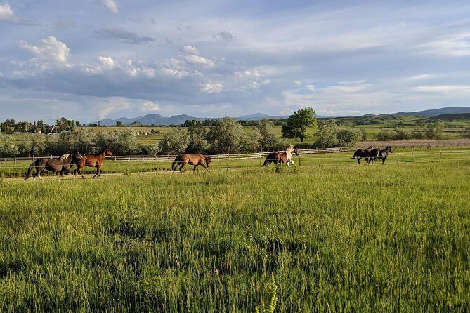 Leadership & Mindfulness Retreat with Horses - Individual & Group - The Sum Up