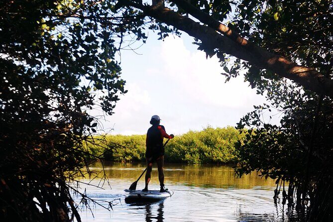 Learn Paddle Board and Explore the Mangroves of Progreso - Who Will Love This Tour?
