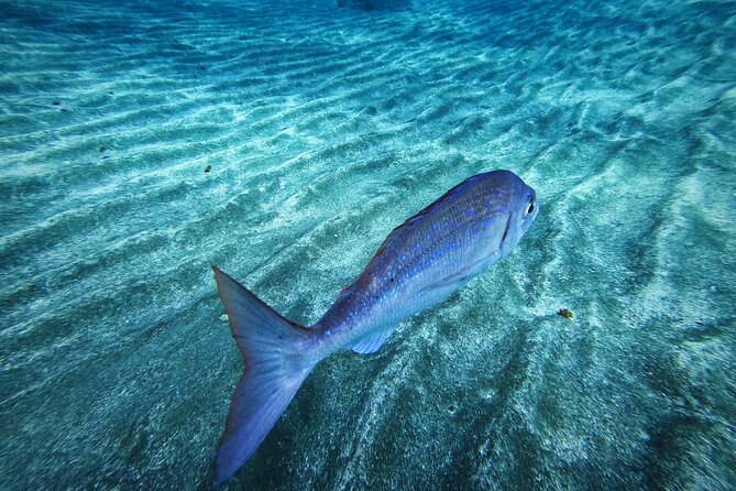 Learn Scuba Diving in Tenerife with Photos Included - Final Thoughts: Is This the Right Choice for You?