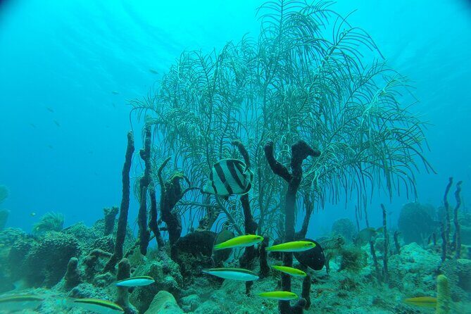 Learn to Scuba Dive in Punta Cana - Final Thoughts