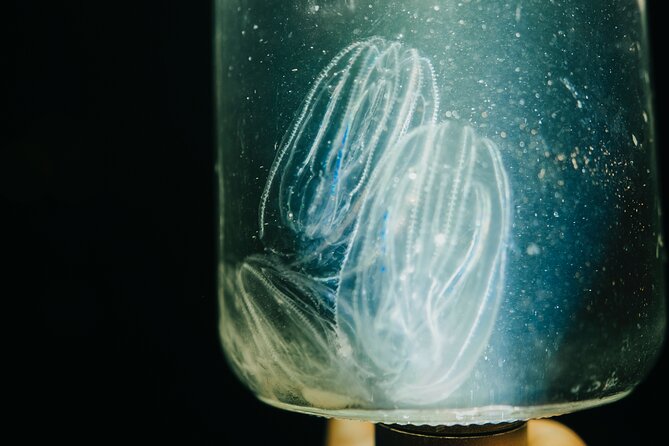 LED Bio Comb Jelly Clear Bottom Kayak or Paddleboard Tour! - Detailed Breakdown of the Tour Experience