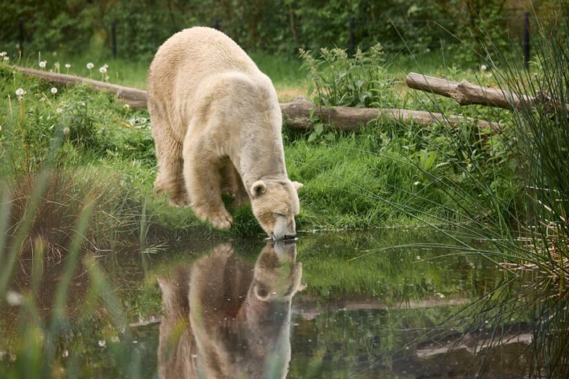 Leewarden: AquaZoo Entry Ticket - The Value of a $23 Ticket