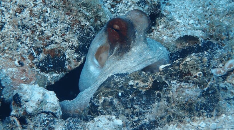Lefkada to Lefkada 7 Day Scuba Diving Sailing Tour - A Deep Dive into the Itinerary