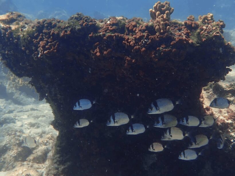 Lefkada to Lefkada 7 Day Scuba Diving Sailing Tour - Authentic Greek Flavors and Cultural Touches